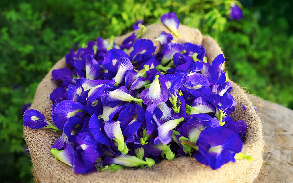 butterfly pea flower coloring page