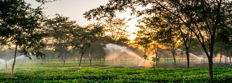 A Beginner’s Guide to Assam Teas | The Pahadi Story