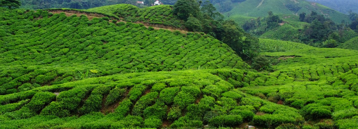 The Difference Between First Flush and Second Flush Tea