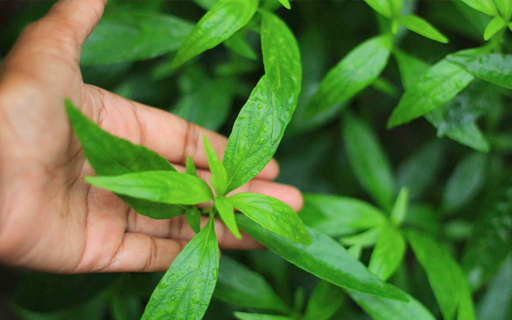 Kalmegh Benefits, Uses and Safety Precautions